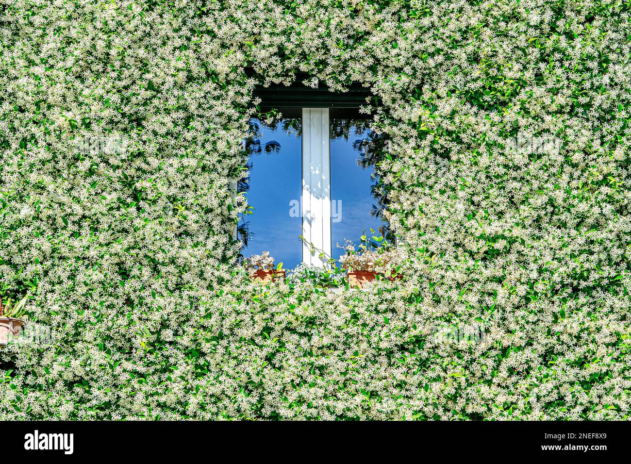 window on the flowery wall Stock Photo - Alamy