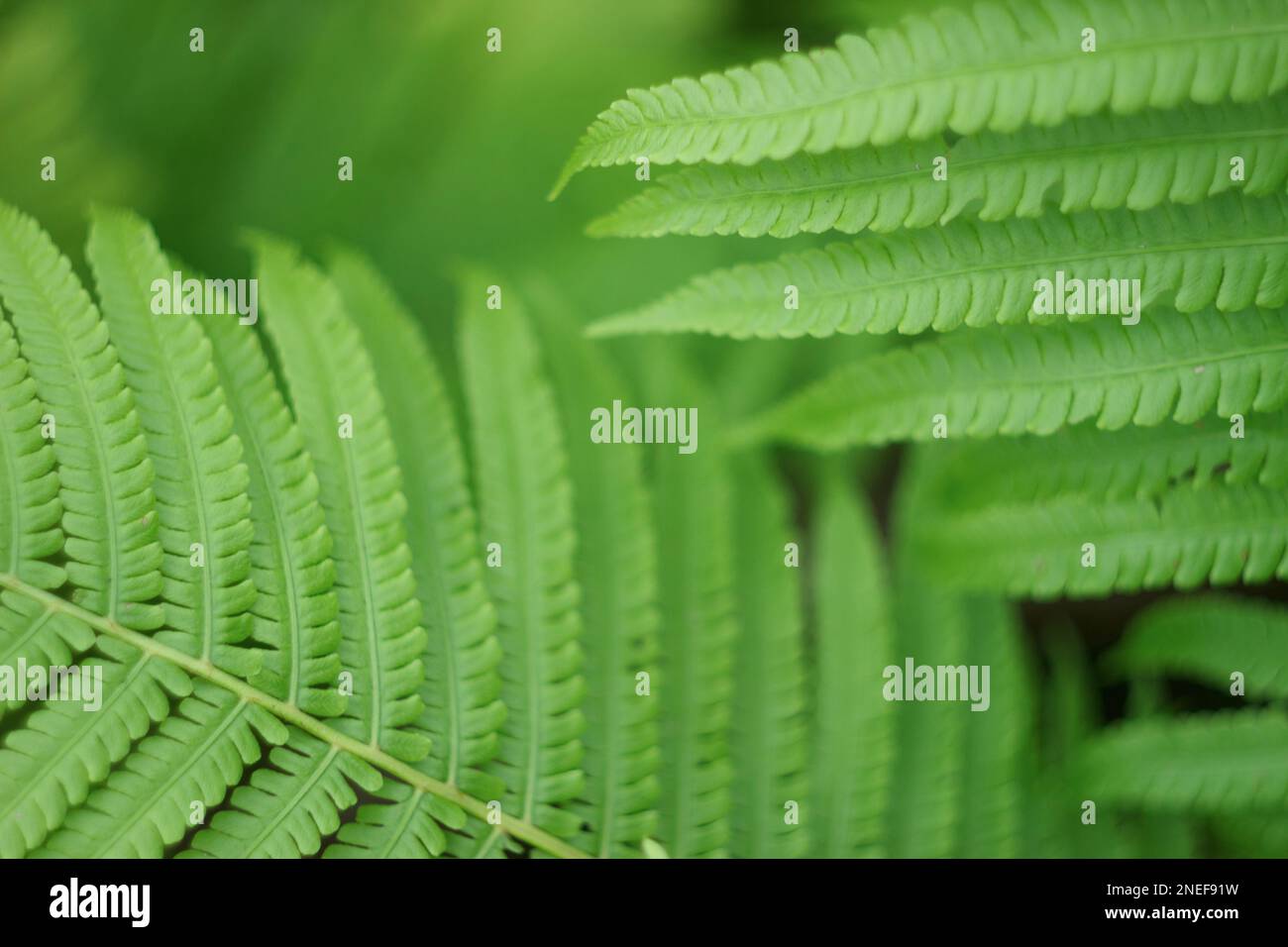 Beautiful fern leaf texture in nature Stock Photo - Alamy