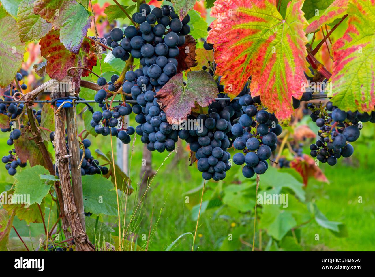 Bunch of grapes wine growing hi-res stock photography and images - Alamy