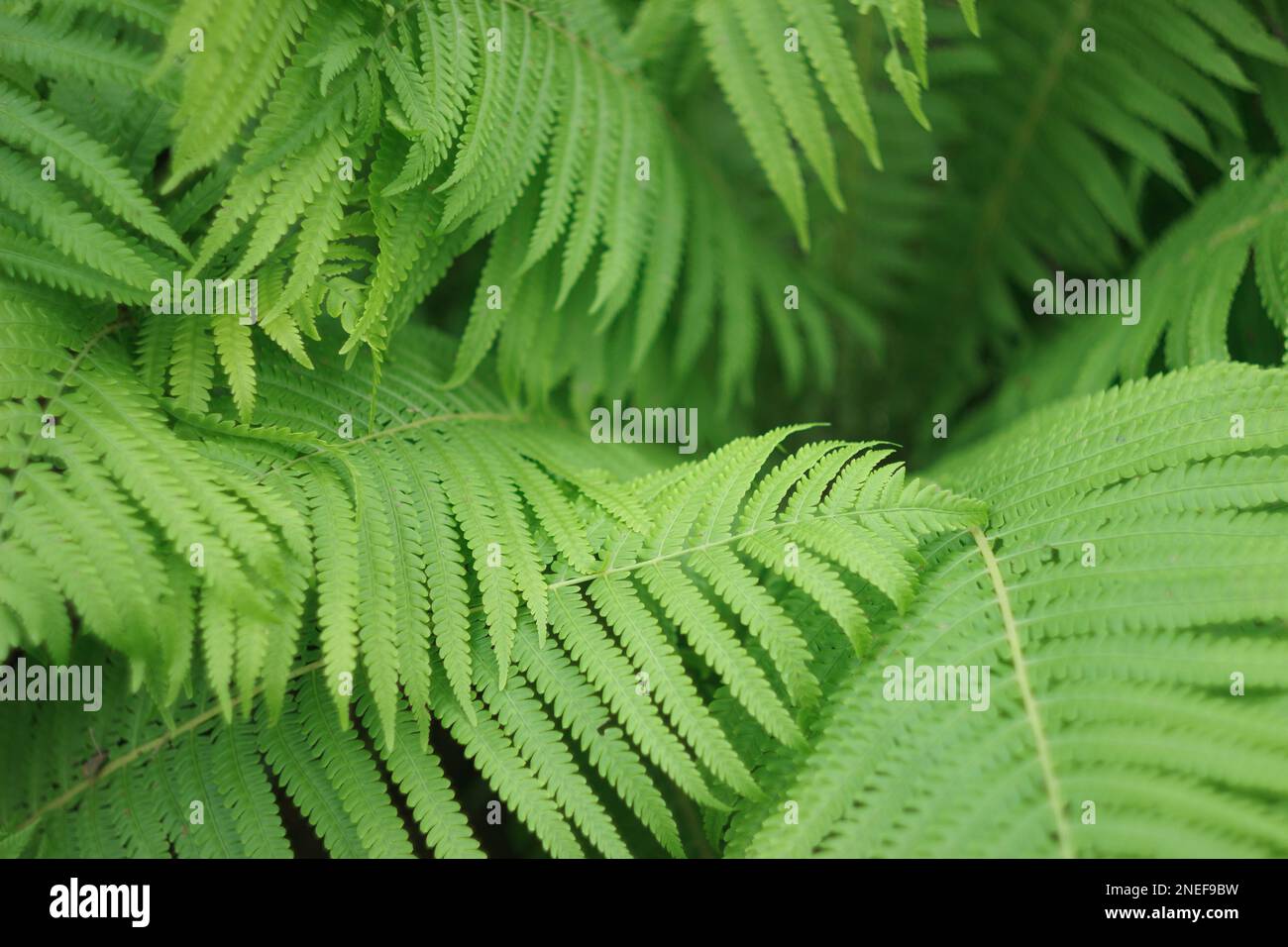 Beautiful fern leaf texture in nature Stock Photo - Alamy