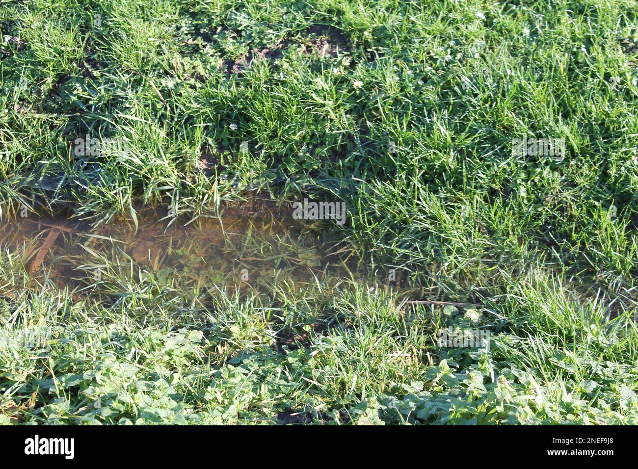 Grass and a brown puddle Stock Photo - Alamy
