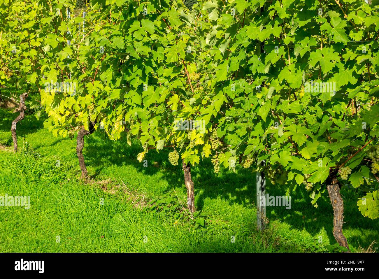 Rows of wine grapes growing in the vineyard at Renishaw Hall in north ...