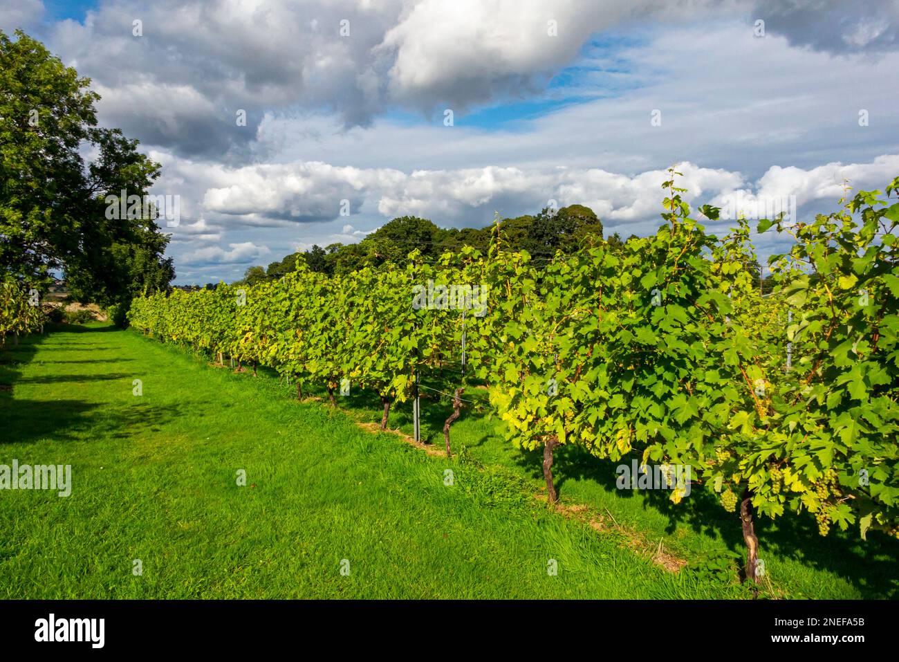 Rows of wine grapes growing in the vineyard at Renishaw Hall in north ...