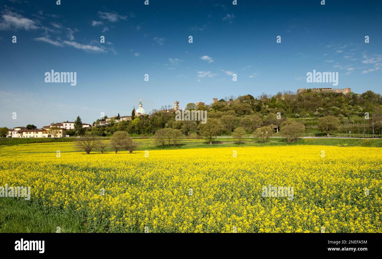 Rapeseed at bloom hi-res stock photography and images - Alamy