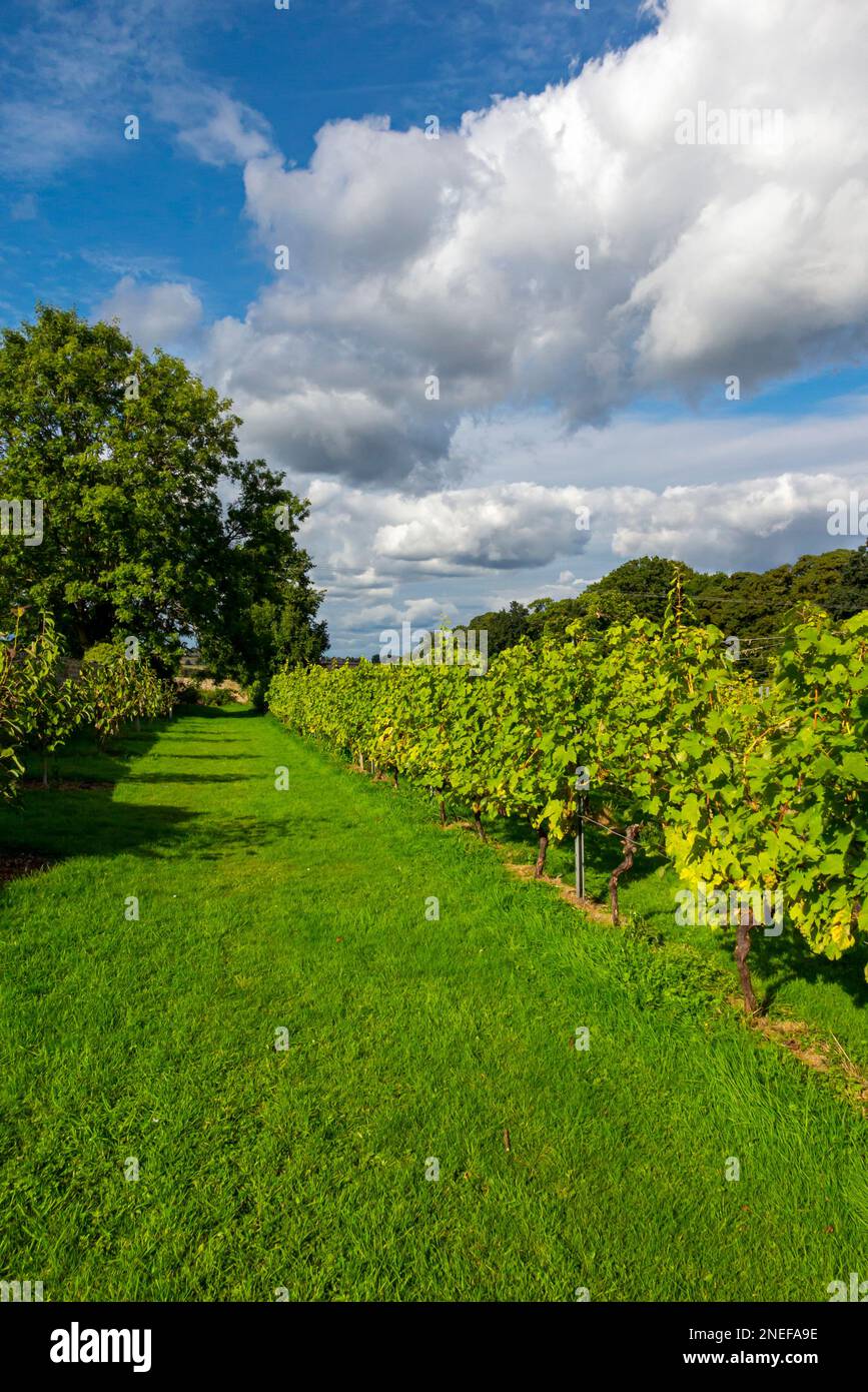 Rows of wine grapes growing in the vineyard at Renishaw Hall in north ...