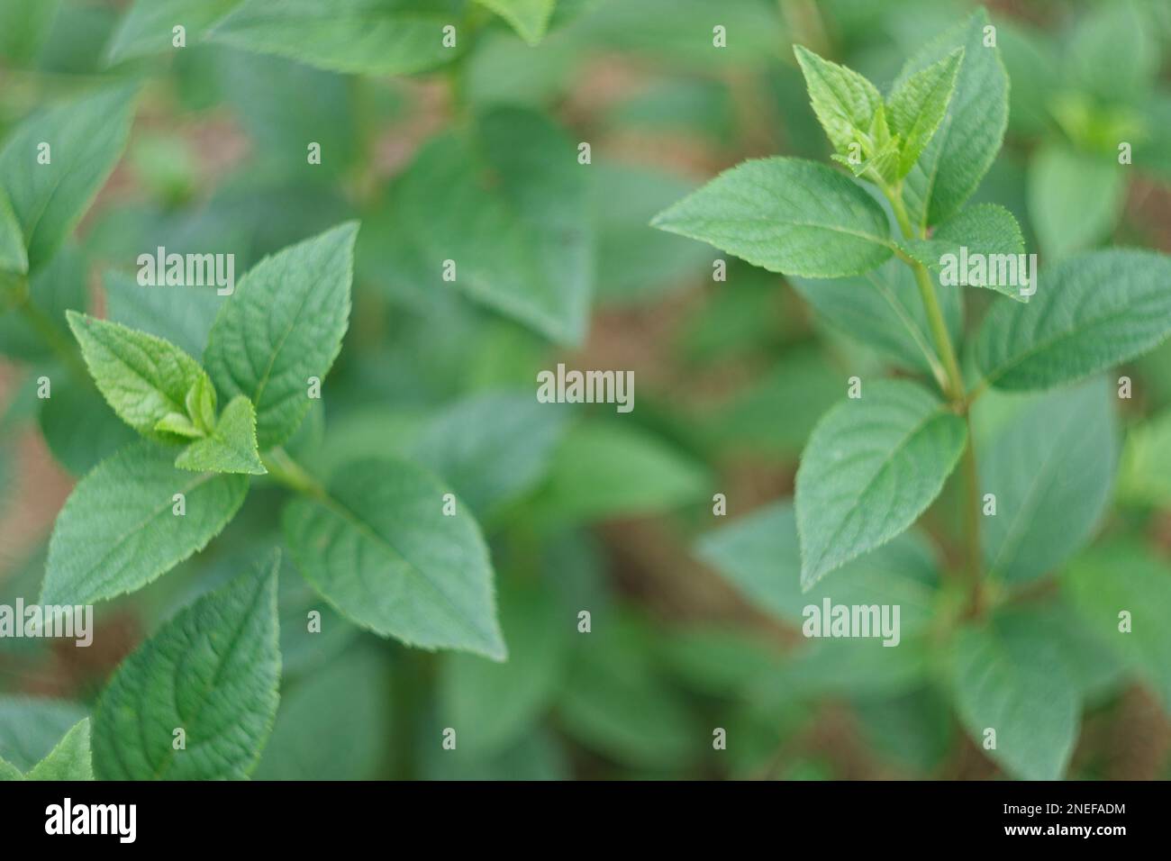 Green leaves of hydrangea paniculata from above Stock Photo - Alamy