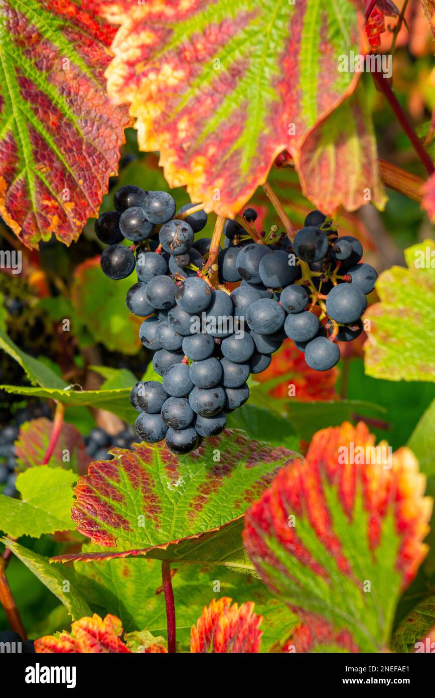 Grapes growing summer vineyard hi-res stock photography and images - Alamy