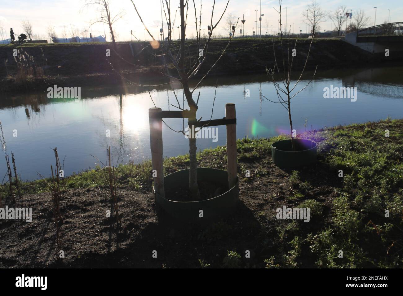 Growing trees in the sun Stock Photo - Alamy