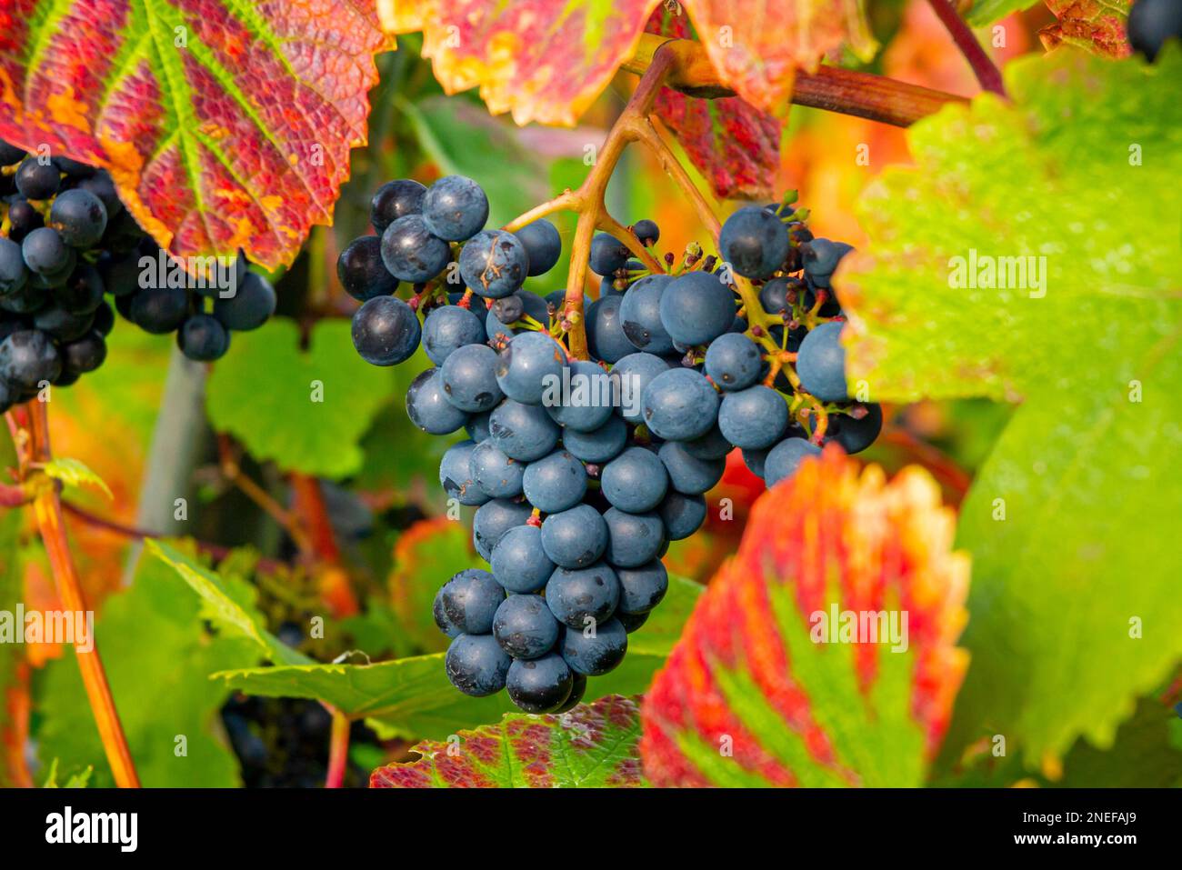 Wine growing making hi-res stock photography and images - Alamy