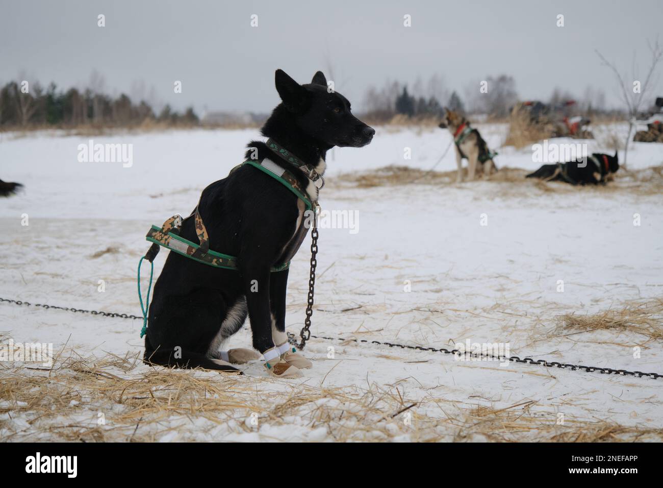 One black dog in harness and collar tied to chain and sits with sad ...