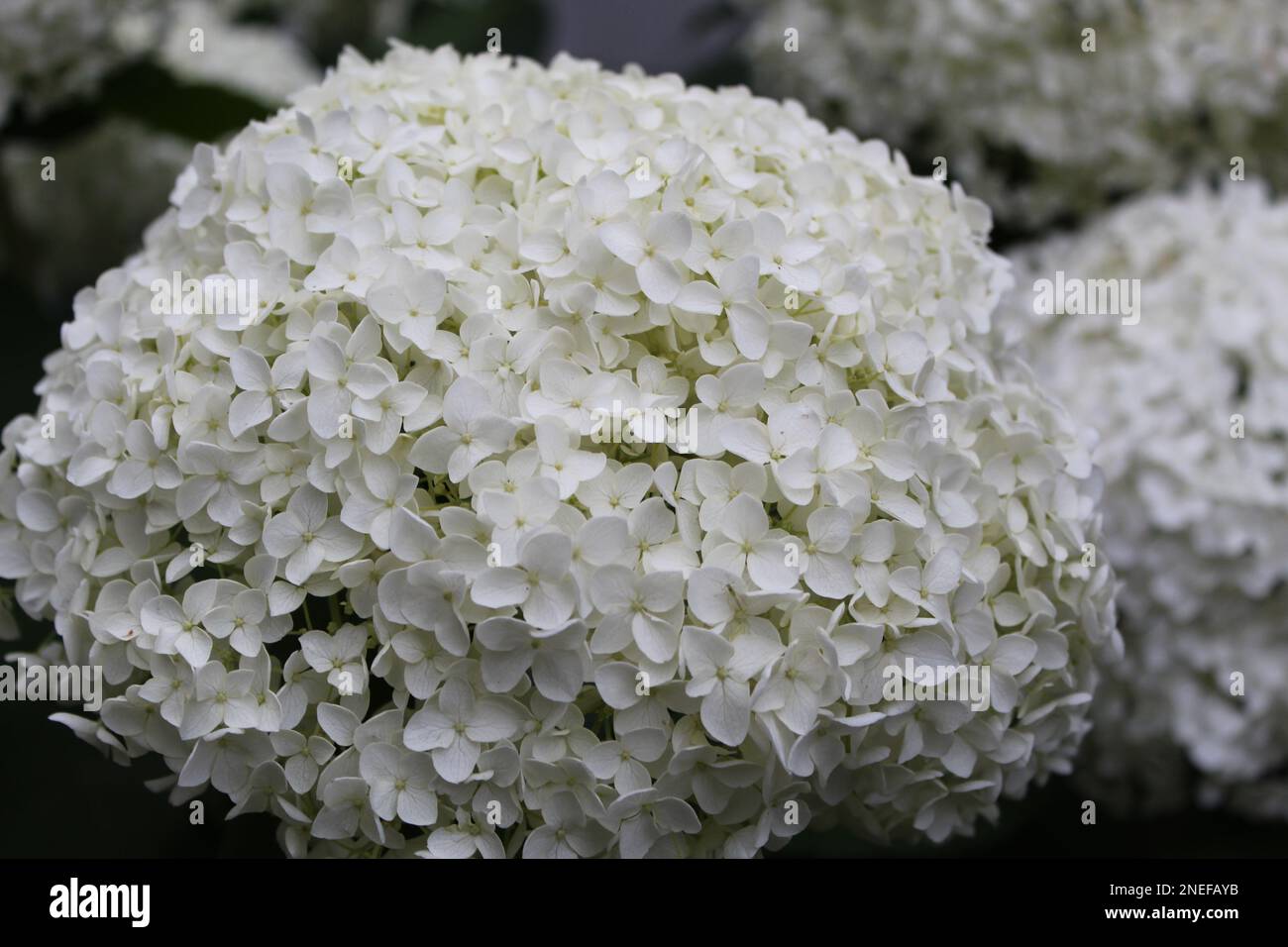White hydrangea bush hi-res stock photography and images - Alamy