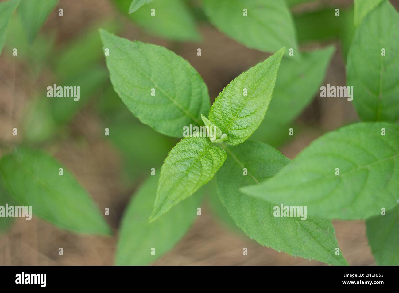 Green leaves of hydrangea paniculata from above Stock Photo - Alamy