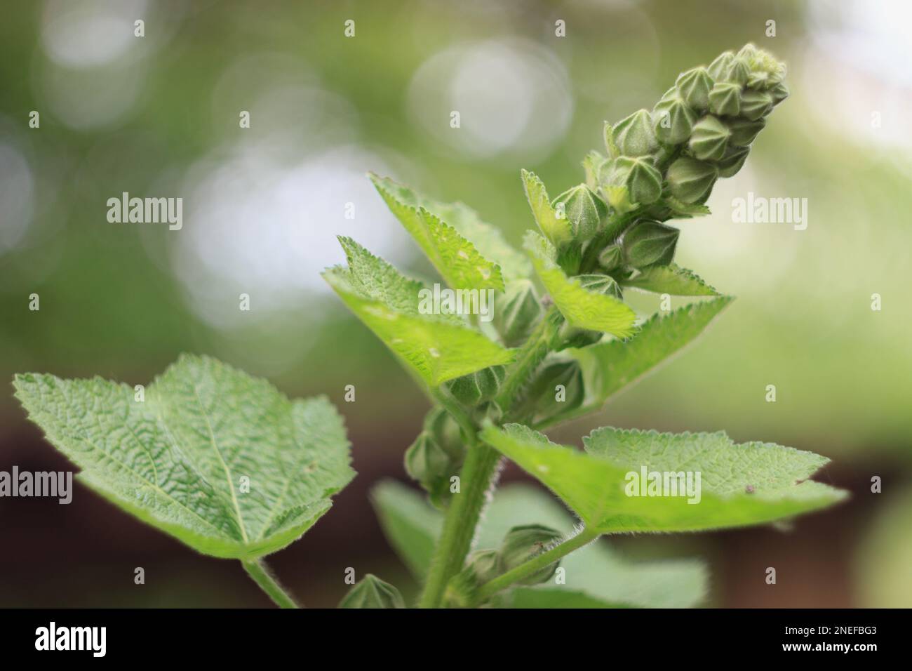 Outdoor mallow hi-res stock photography and images - Alamy