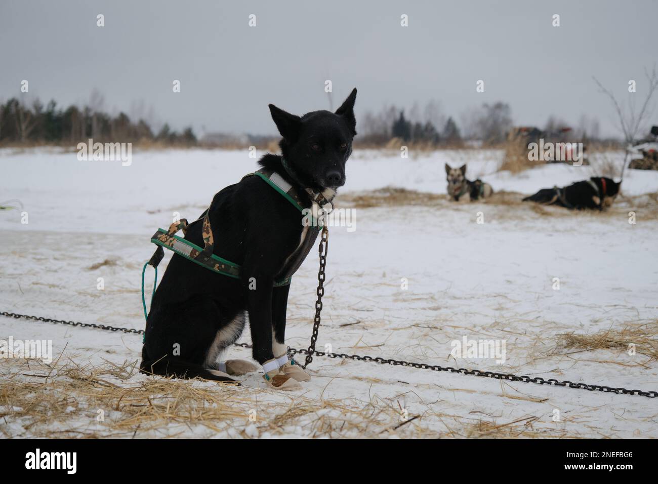 One black dog in harness and collar tied to chain and sits with sad ...