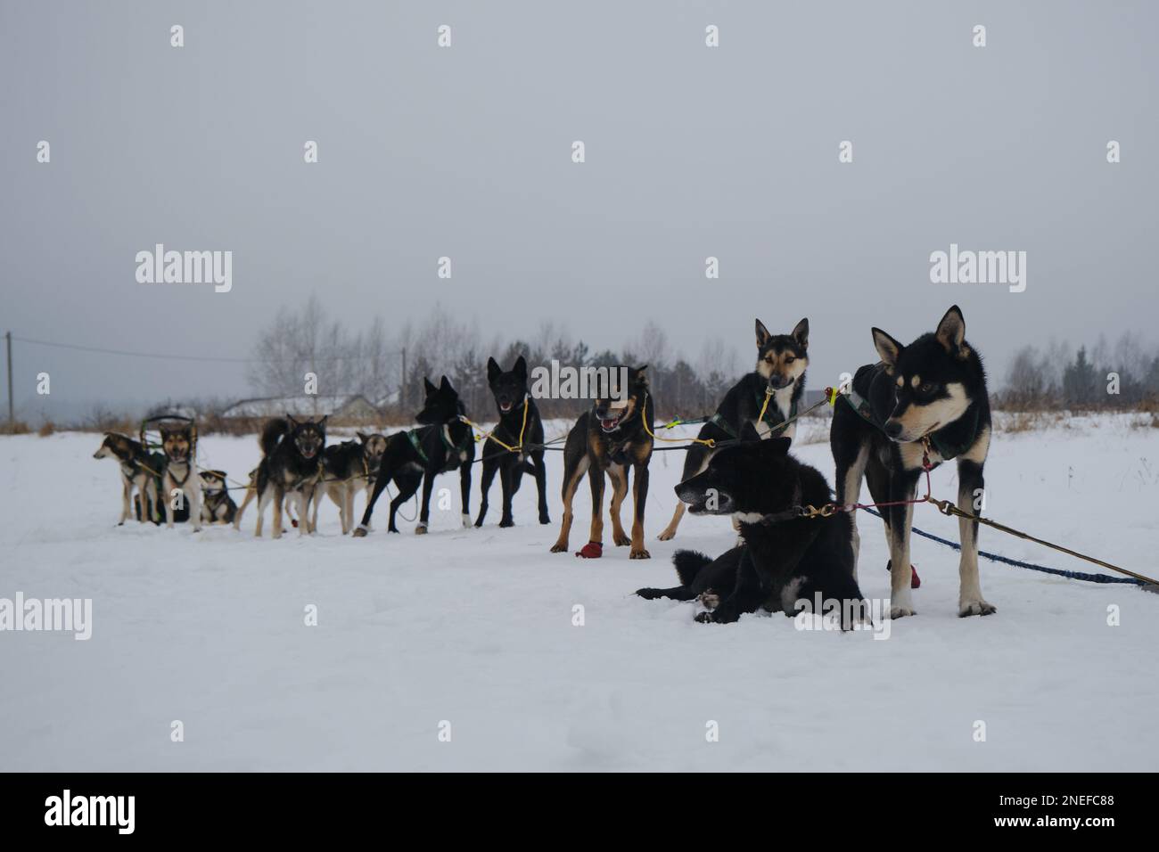 Kennel of northern sled dogs. Team of Alaskan Huskies resting after ...