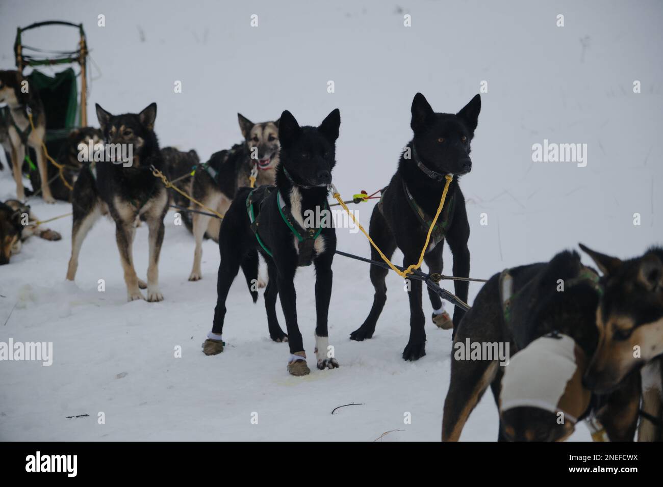 Kennel of northern sled dogs. Team of Alaskan Huskies resting after ...