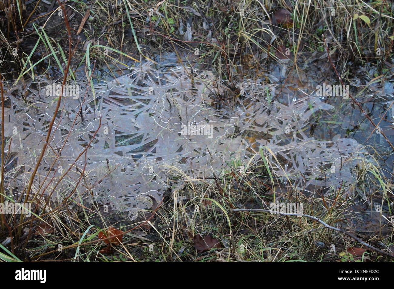 Nature drawing in ice Stock Photo - Alamy