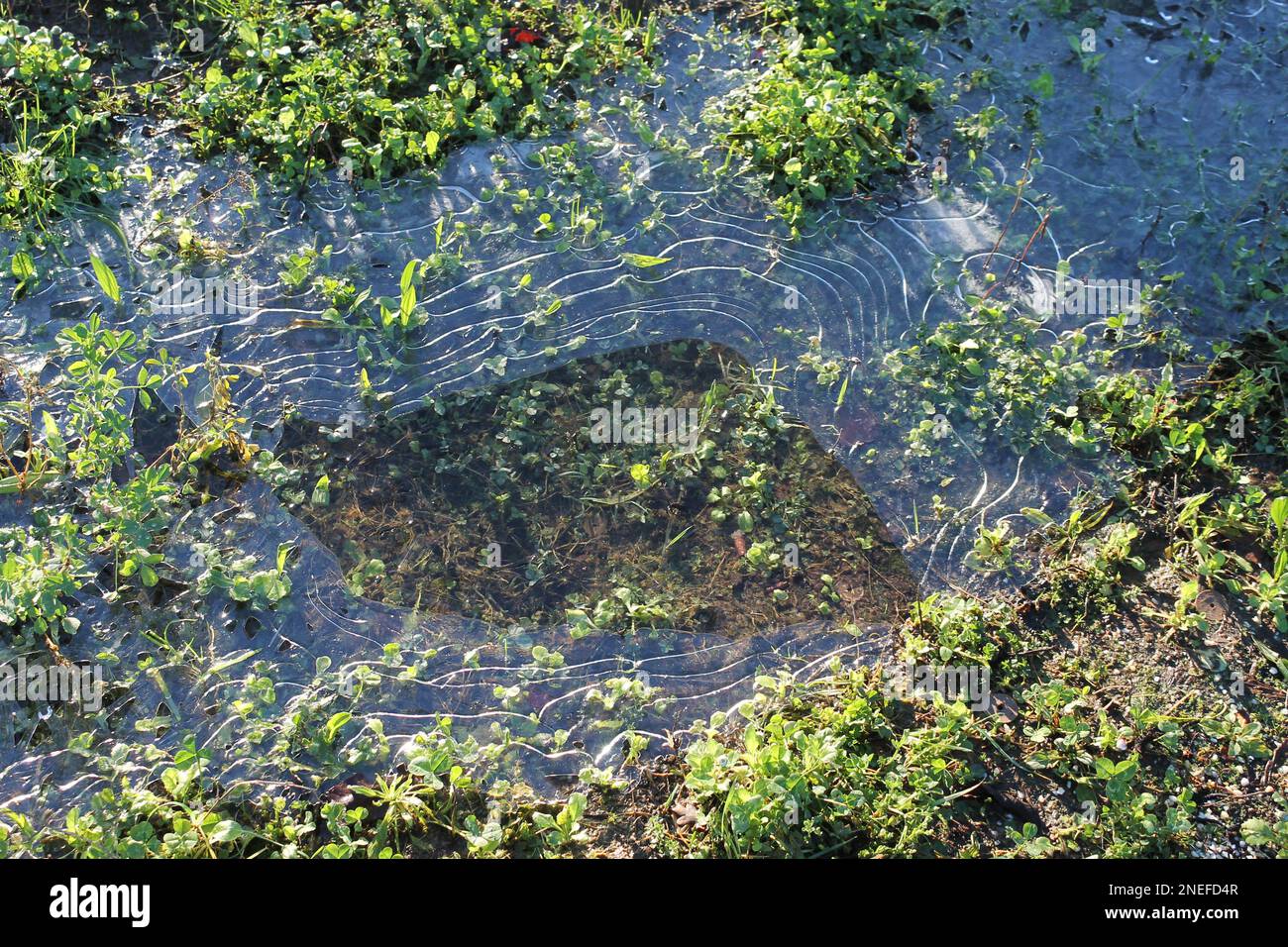 Nature drawing in the icy water Stock Photo - Alamy