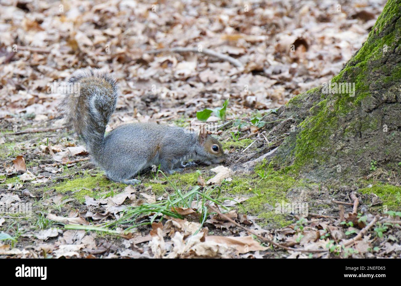 Eastern grey squirrel, Sciurus carolinensis, foraging near an oak tree ...