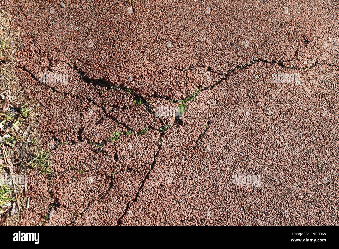 Nature growing between he cracks Stock Photo - Alamy