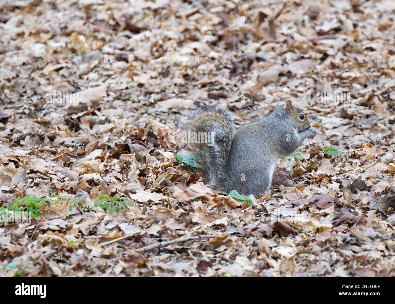 Eastern grey squirrel, Sciurus carolinensis, foraging in fallen oak ...