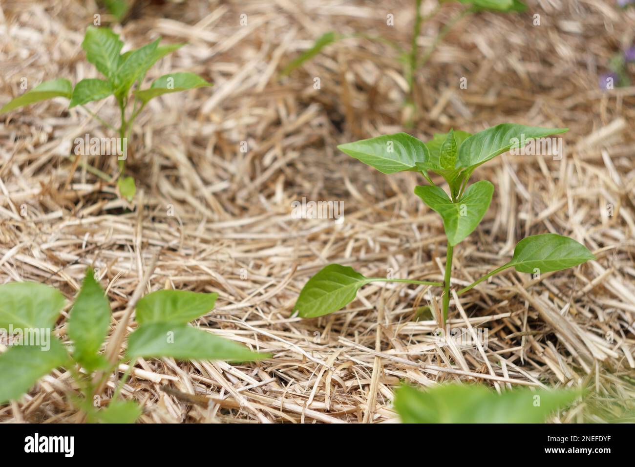 Seedlings of sweet pepper in the garden Stock Photo - Alamy