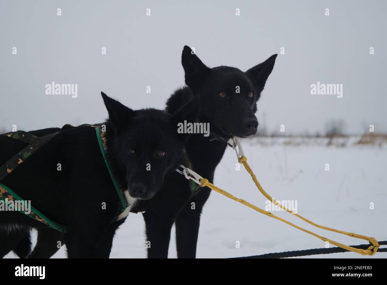 Sports dogs rest after race or workout. Ready to run forward. Stay ...