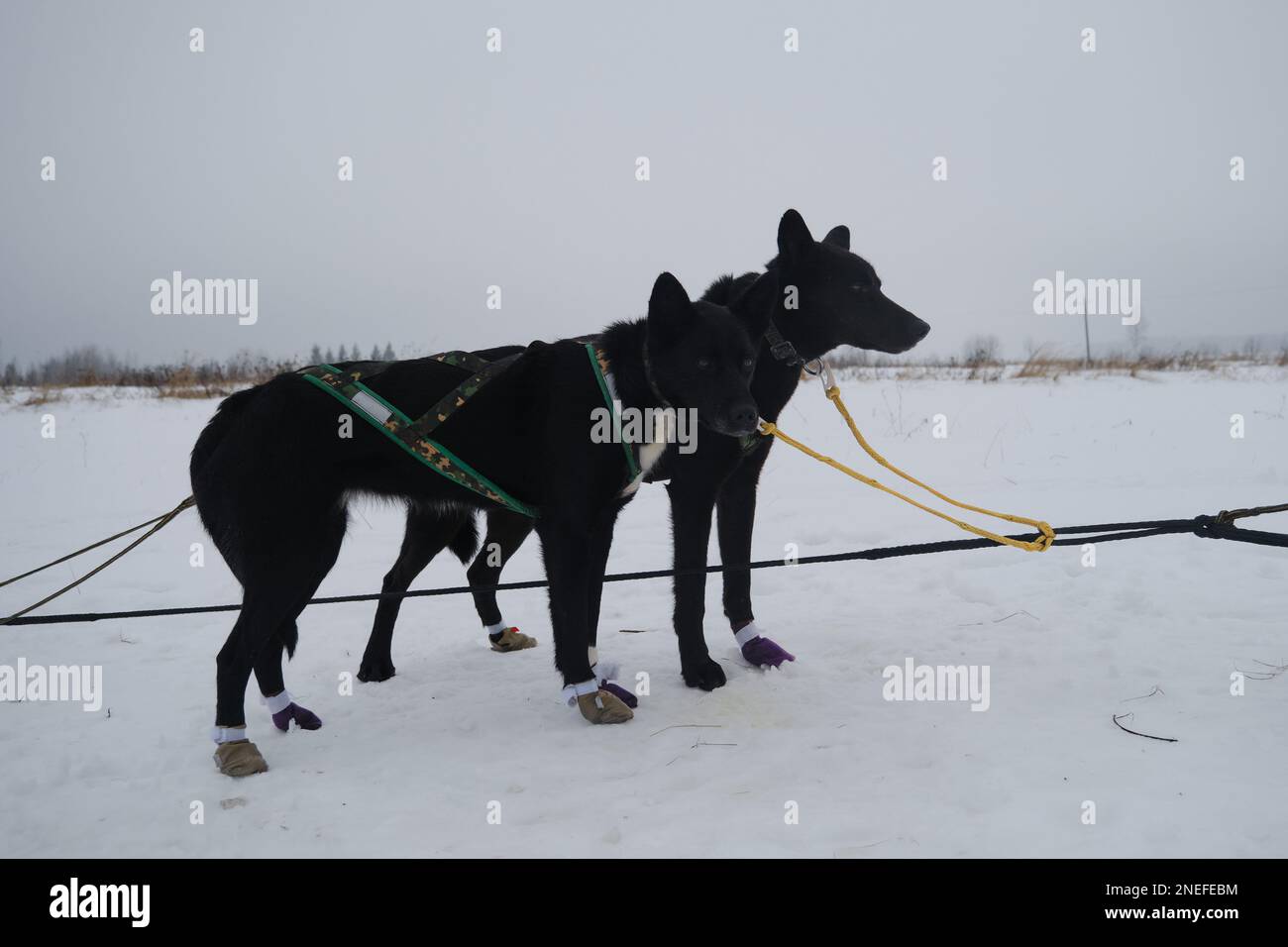 Sports dogs rest after race or workout. Ready to run forward. Stay ...