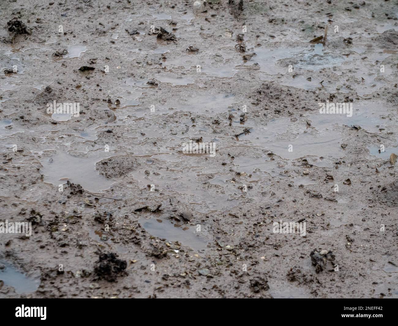 Mudskipping hi-res stock photography and images - Alamy