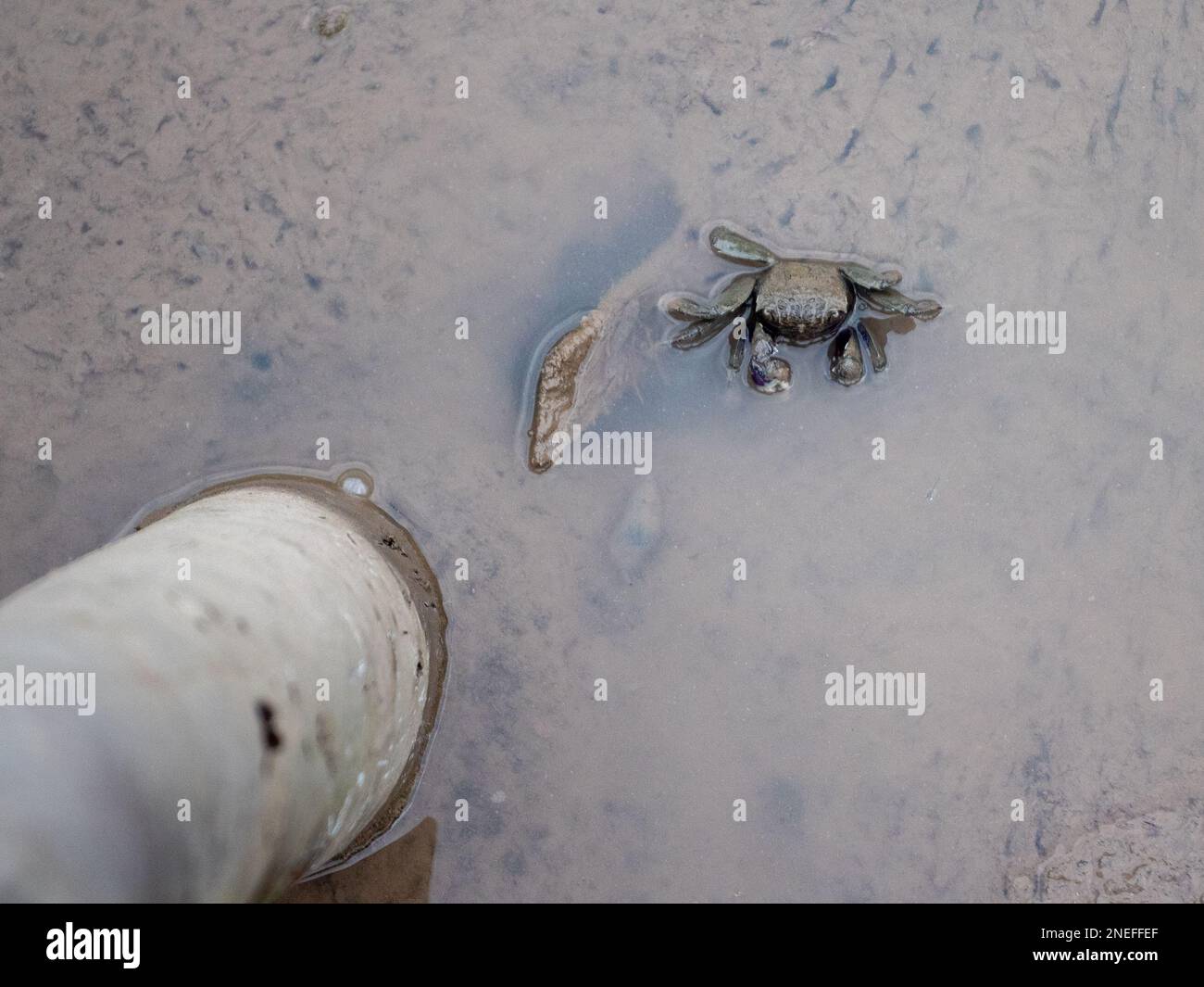 Mud crab hi-res stock photography and images - Alamy