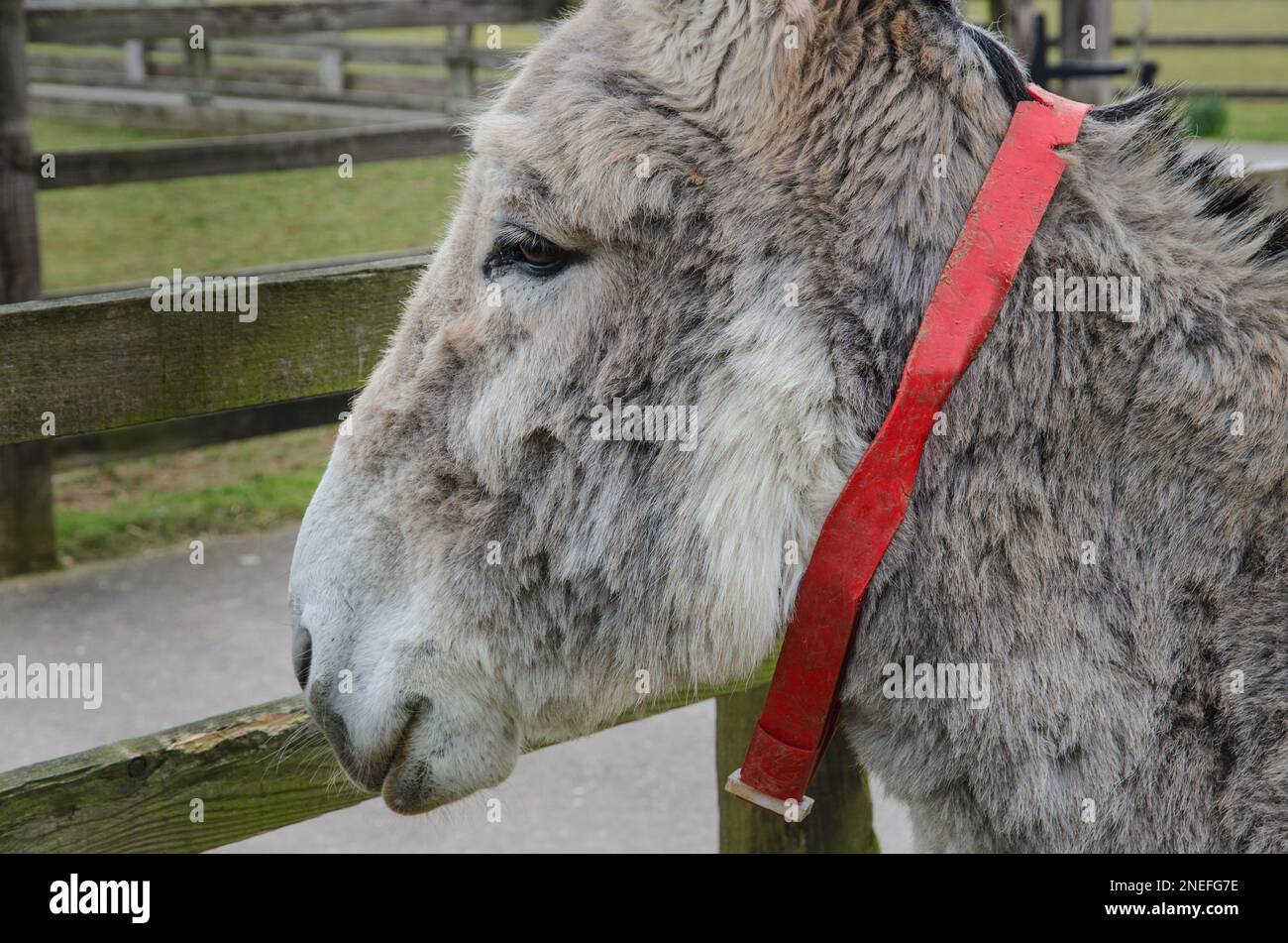 A grey donkey with a red collar staring over a wooden fence at Sidmouth ...