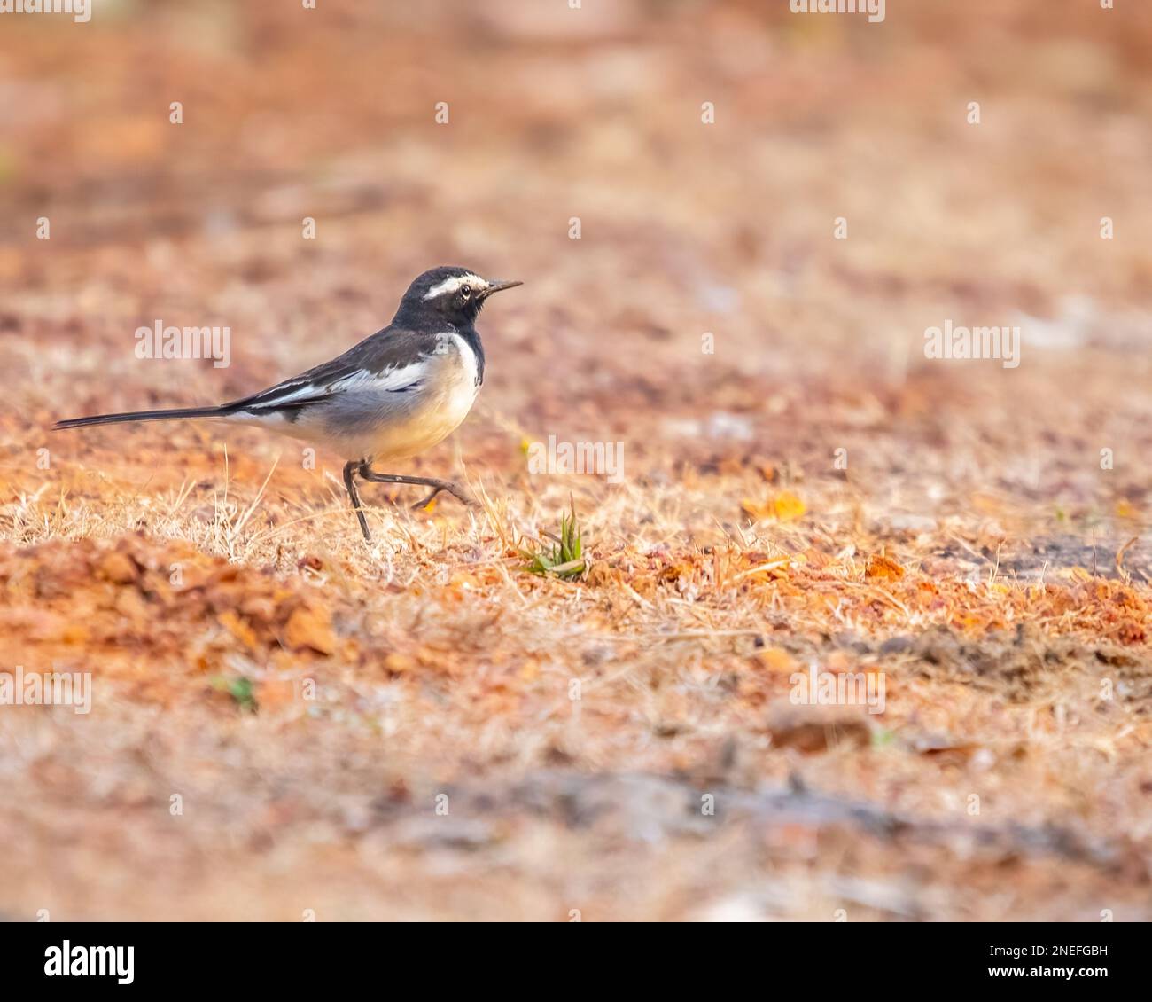 White browed wagtail on ground hi-res stock photography and images - Alamy