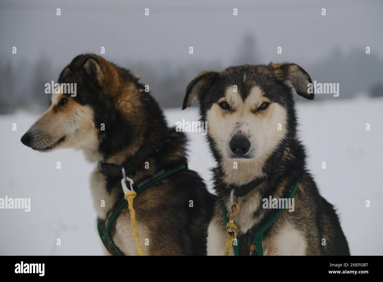 Northern sled dogs, mestizos of different breeds strong and hardy ...