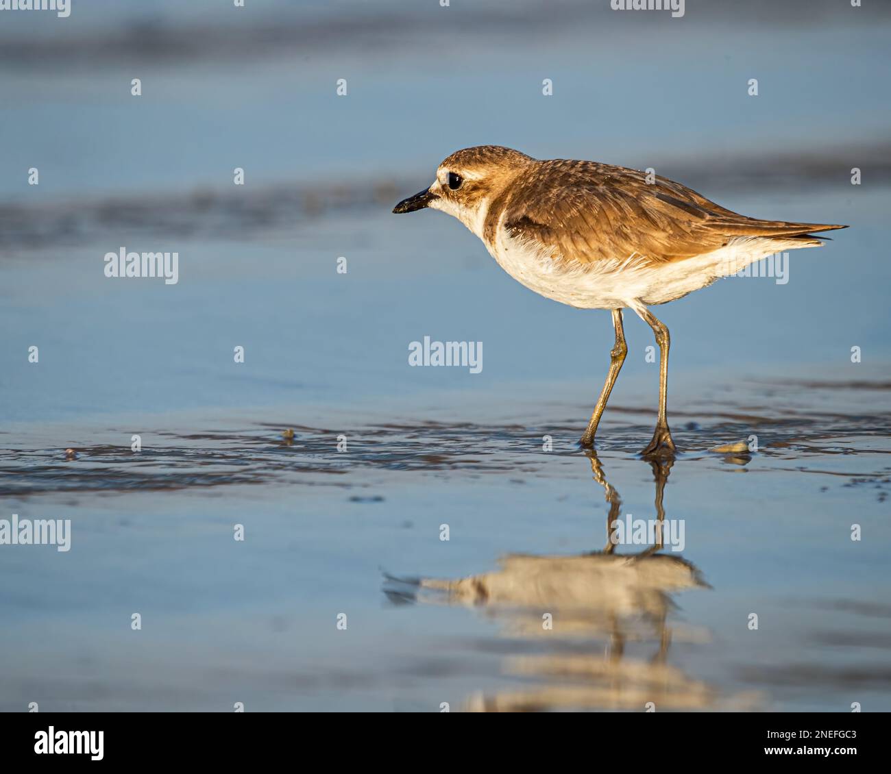 A little plover roaming near a sea beach Stock Photo - Alamy