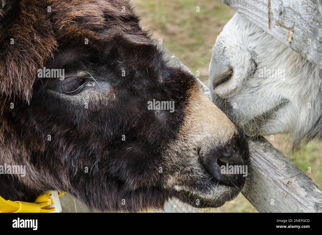 Donkey noses hi-res stock photography and images - Alamy