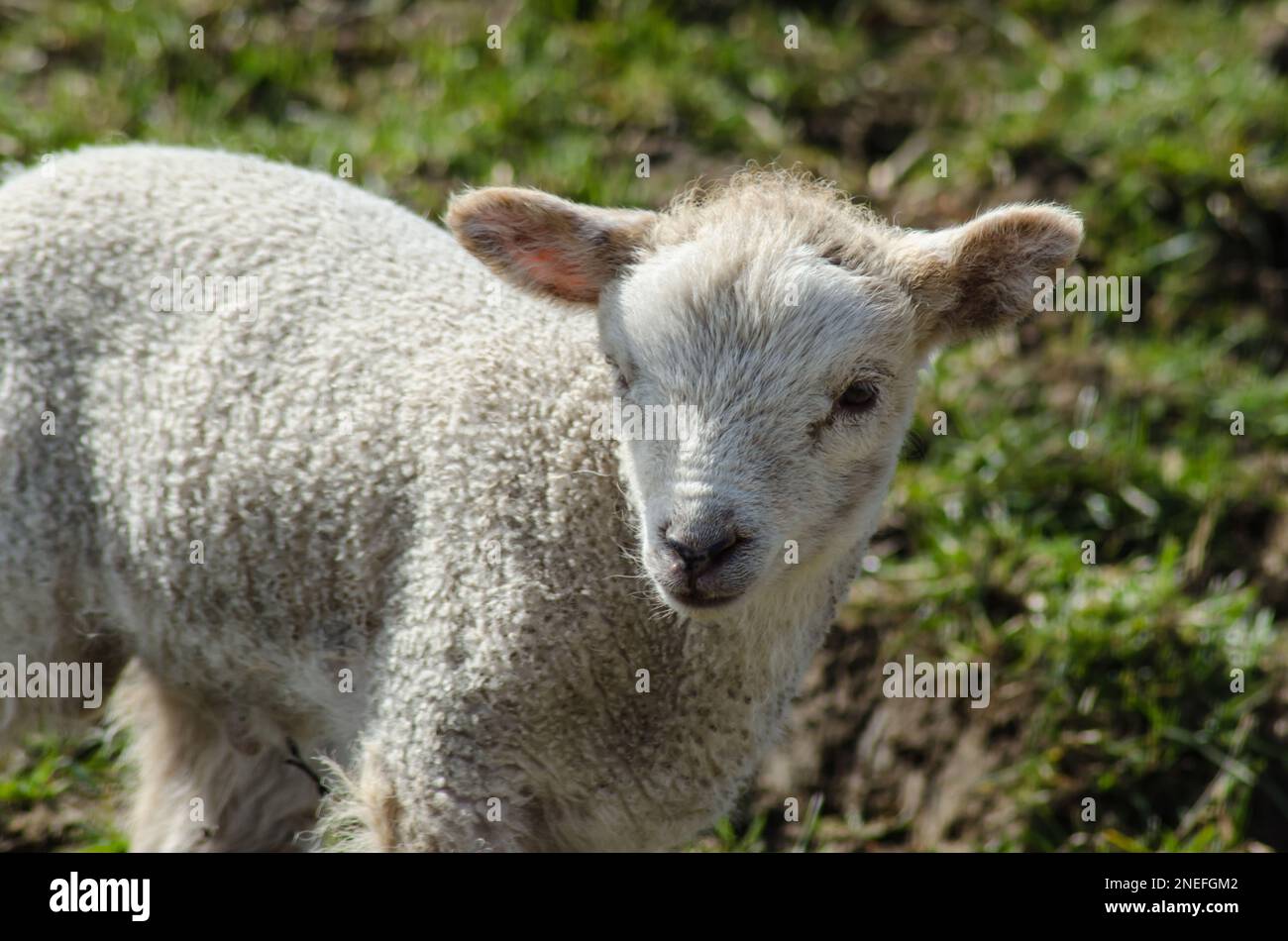 White lamb hi-res stock photography and images - Alamy