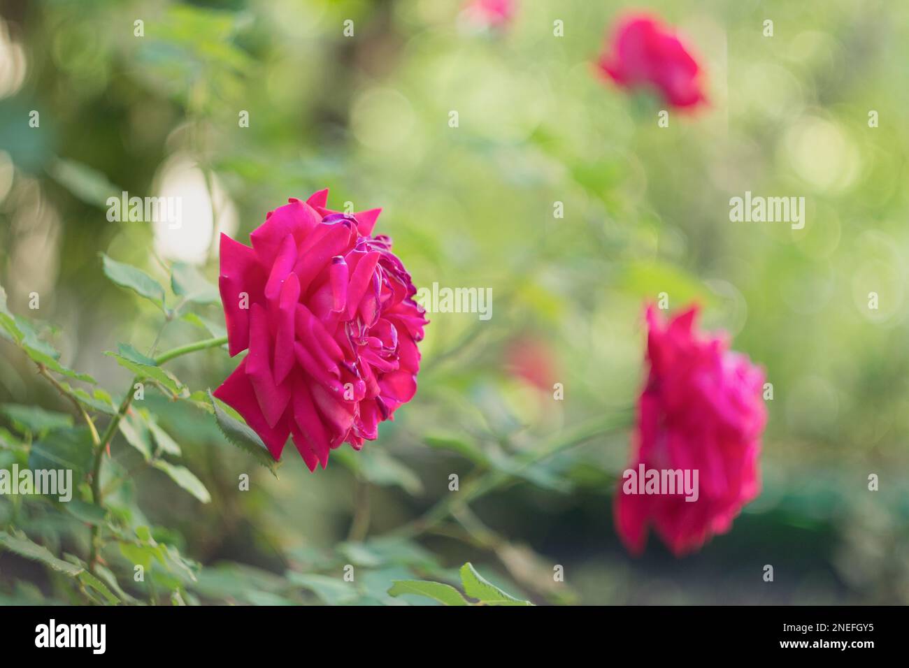 Dark pink rose hi-res stock photography and images - Alamy