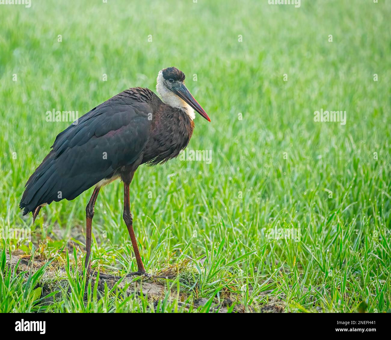 A Woolly necked stork resting in a paddy field Stock Photo - Alamy
