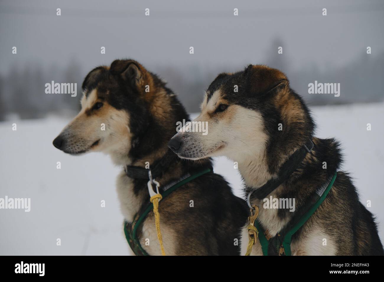 Northern sled dogs, mestizos of different breeds strong and hardy ...