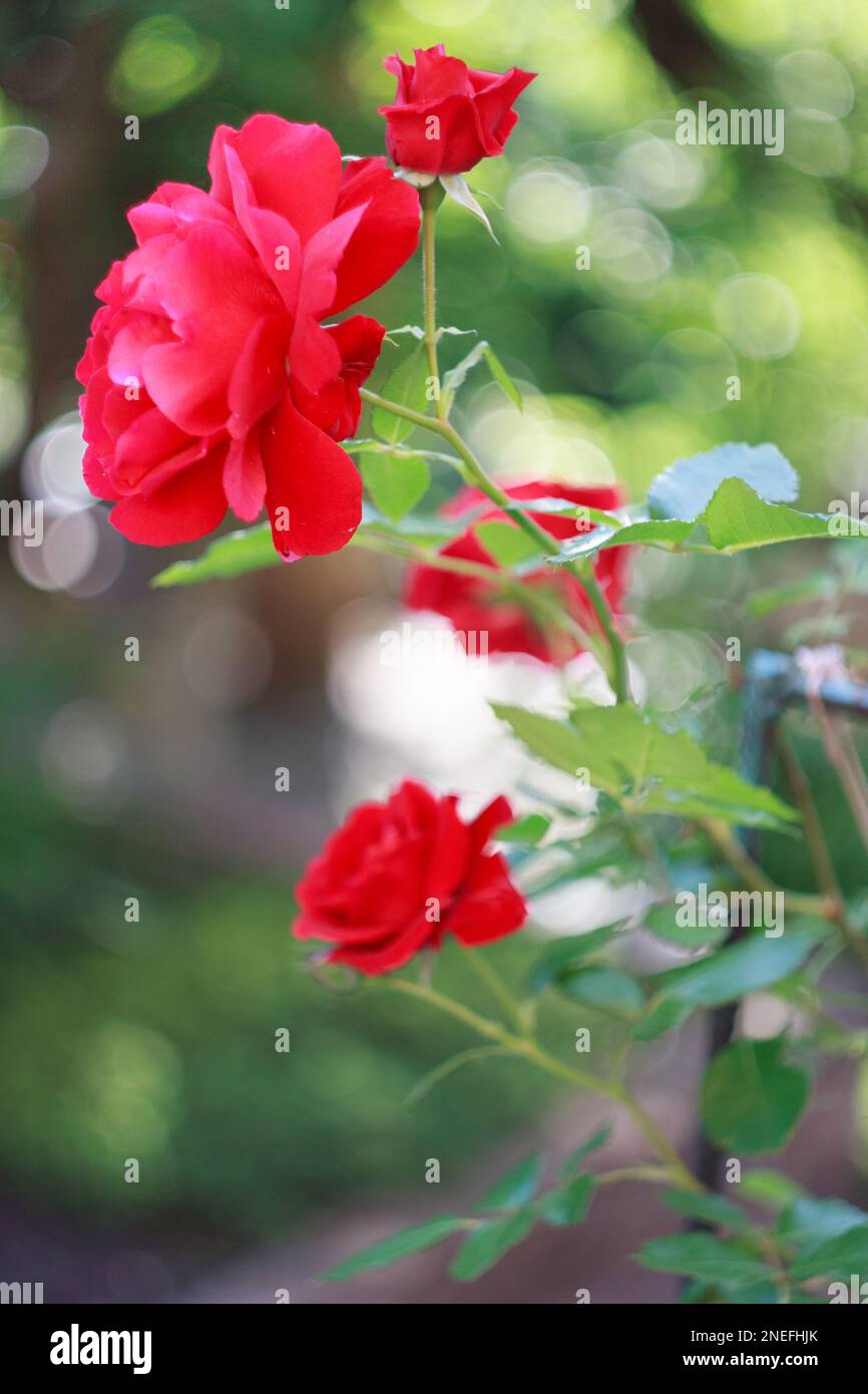 Climbing red rose hi-res stock photography and images - Alamy