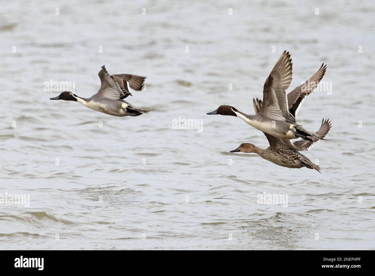 Flying pintails hi-res stock photography and images - Alamy
