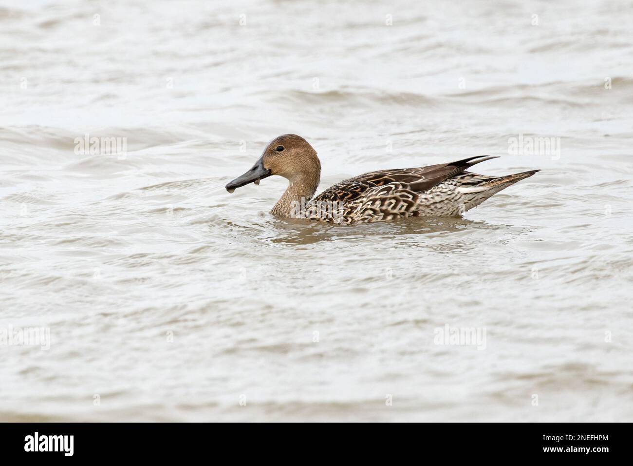 Northern Pintail (Anas acuta) female Cley Norfolk UK GB February 2023 Stock Photo - Alamy