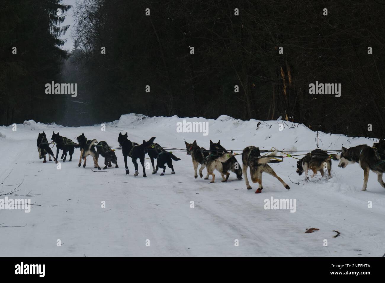 Huskies sleigh snow pulling alaska hi-res stock photography and images ...