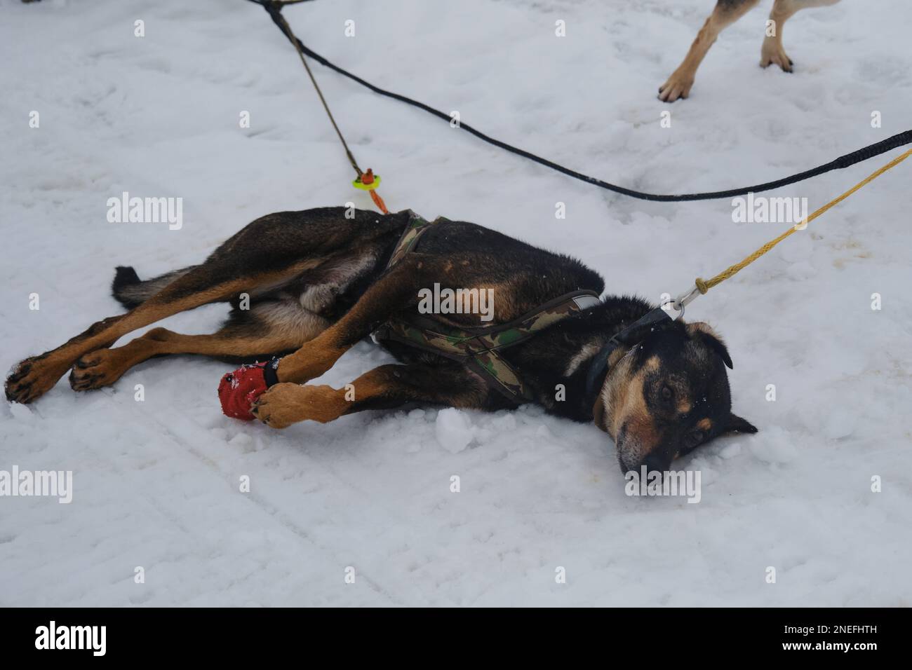 Competitions of sports dogs. Mox breed sport dog wears special slipper ...