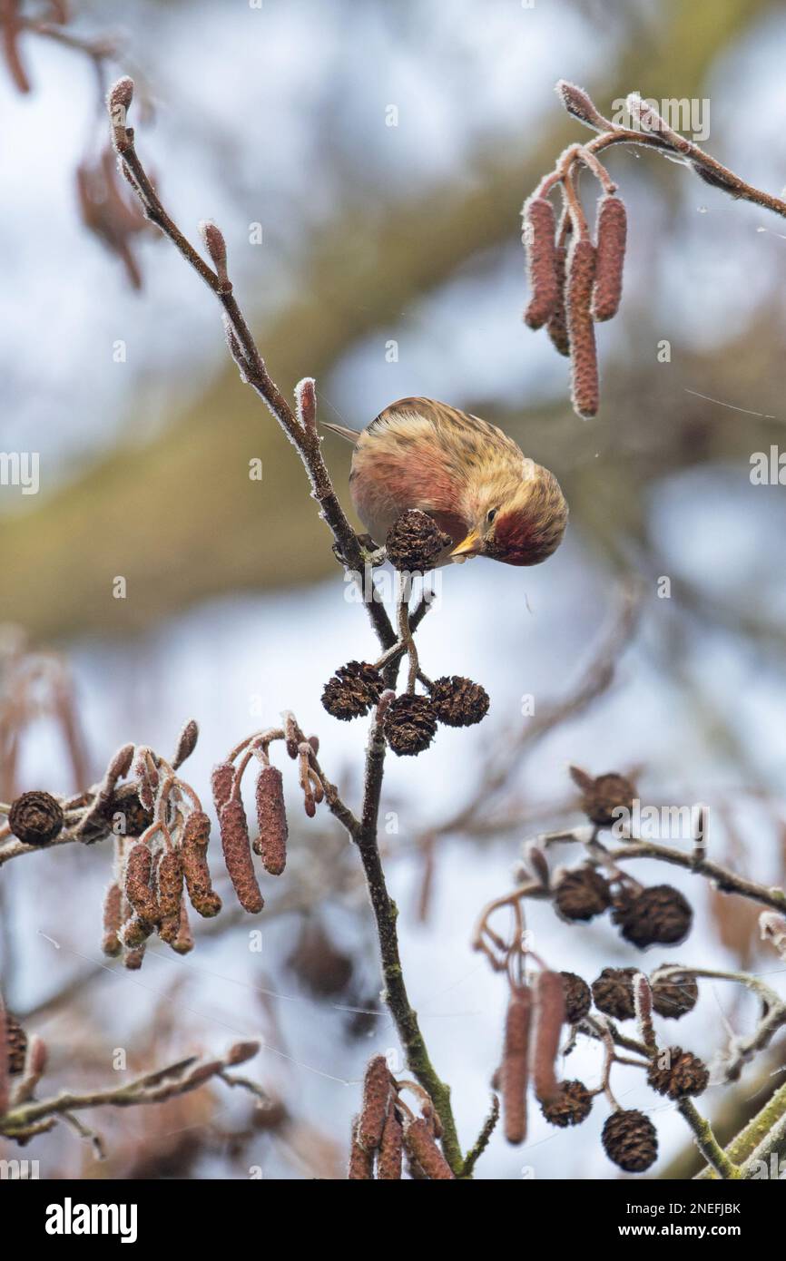 Lesser Redpoll (Carduelis cabaret) male in alder tree (Alnus glutinosa ...