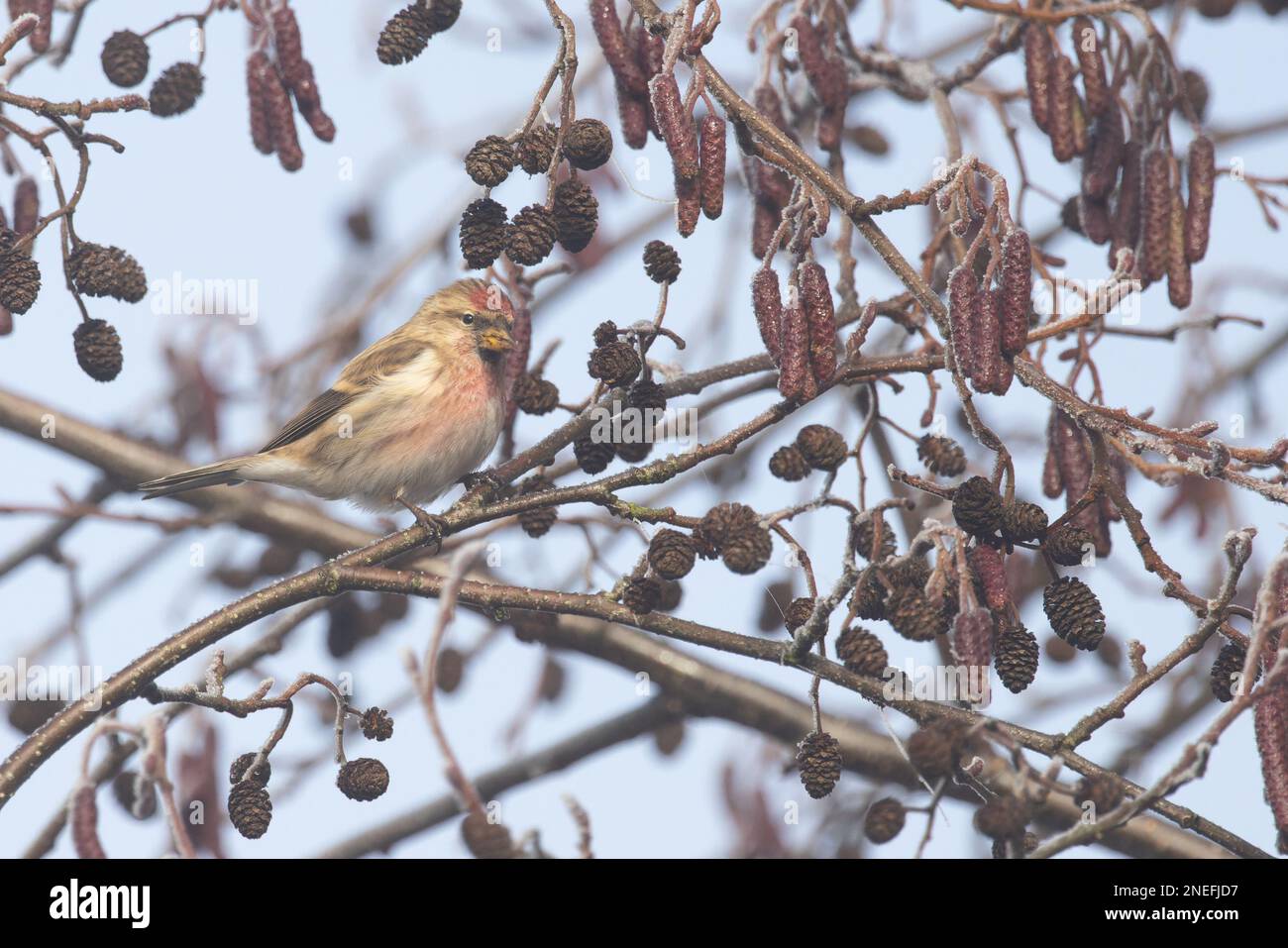 Lesser Redpoll (Carduelis cabaret) male in alder tree (Alnus glutinosa ...