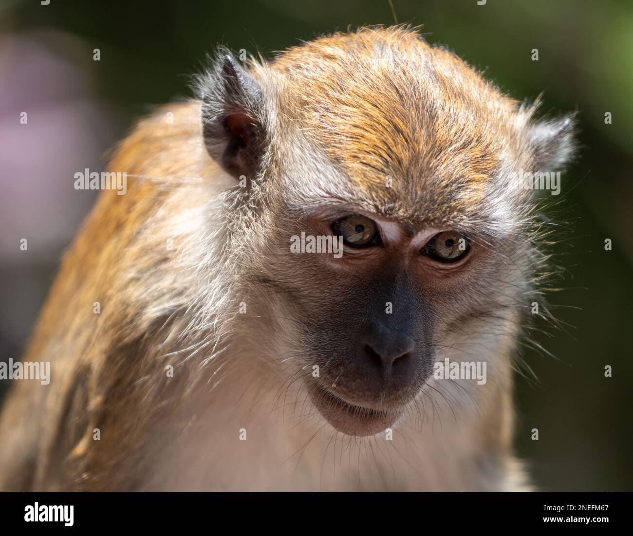 A front profile of a long-tailed macaque face at Batu Caves, Malaysia ...