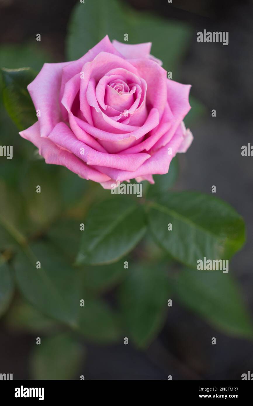 Light pink rose hi-res stock photography and images - Alamy