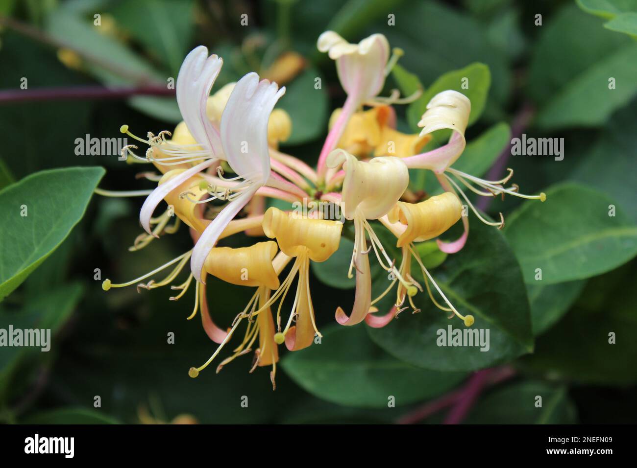 Shrub shrubs shrubby hi-res stock photography and images - Alamy