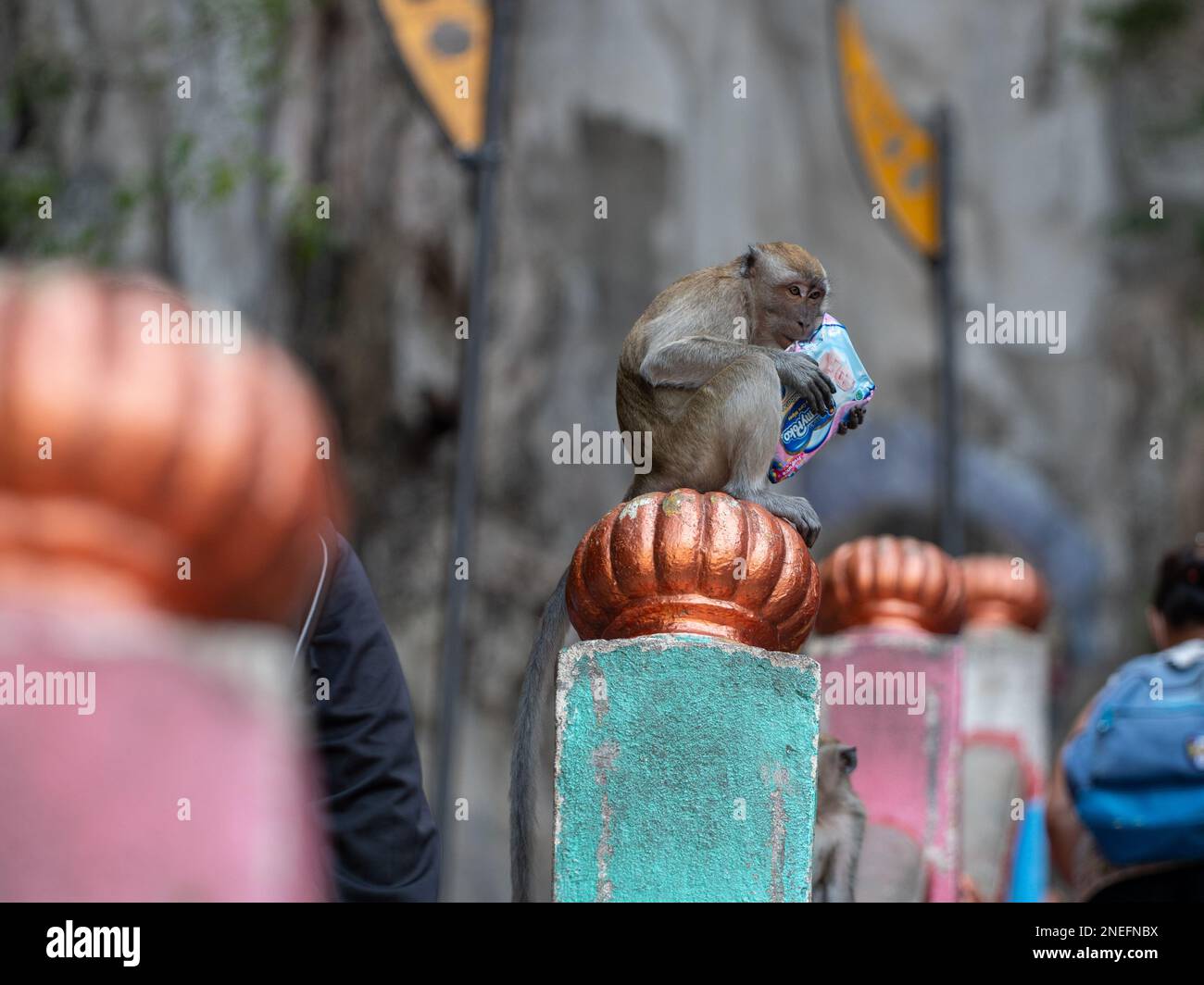 Guilty looking monkey hi-res stock photography and images - Alamy